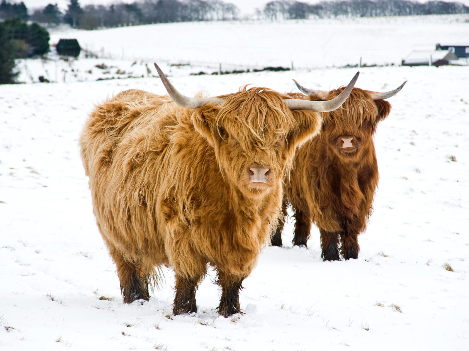 Buy Meat Online From The UK's Best Online Butcher - Farmison & Co