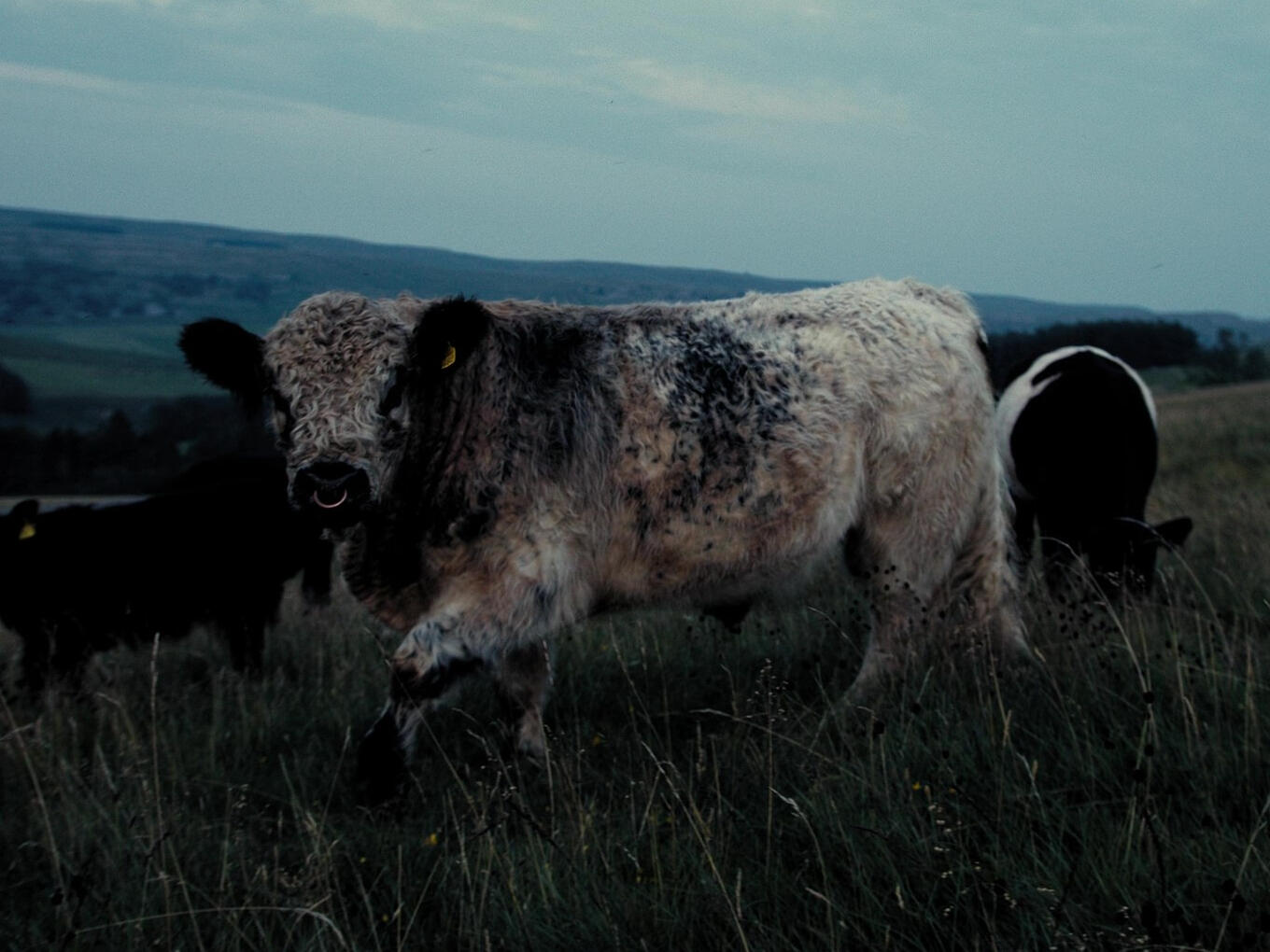 Watch The Holy Cow Film | Farmison & Co - Farmison & Co