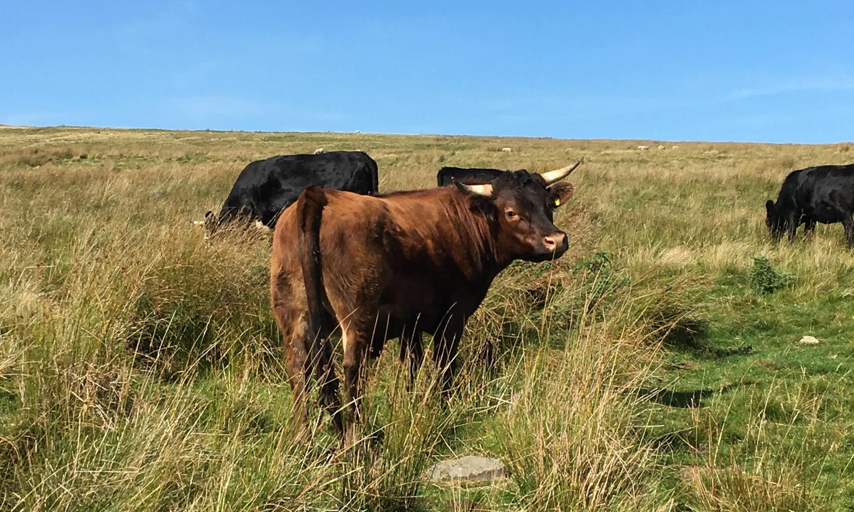 British Beef is a Superfood - Farmison & Co