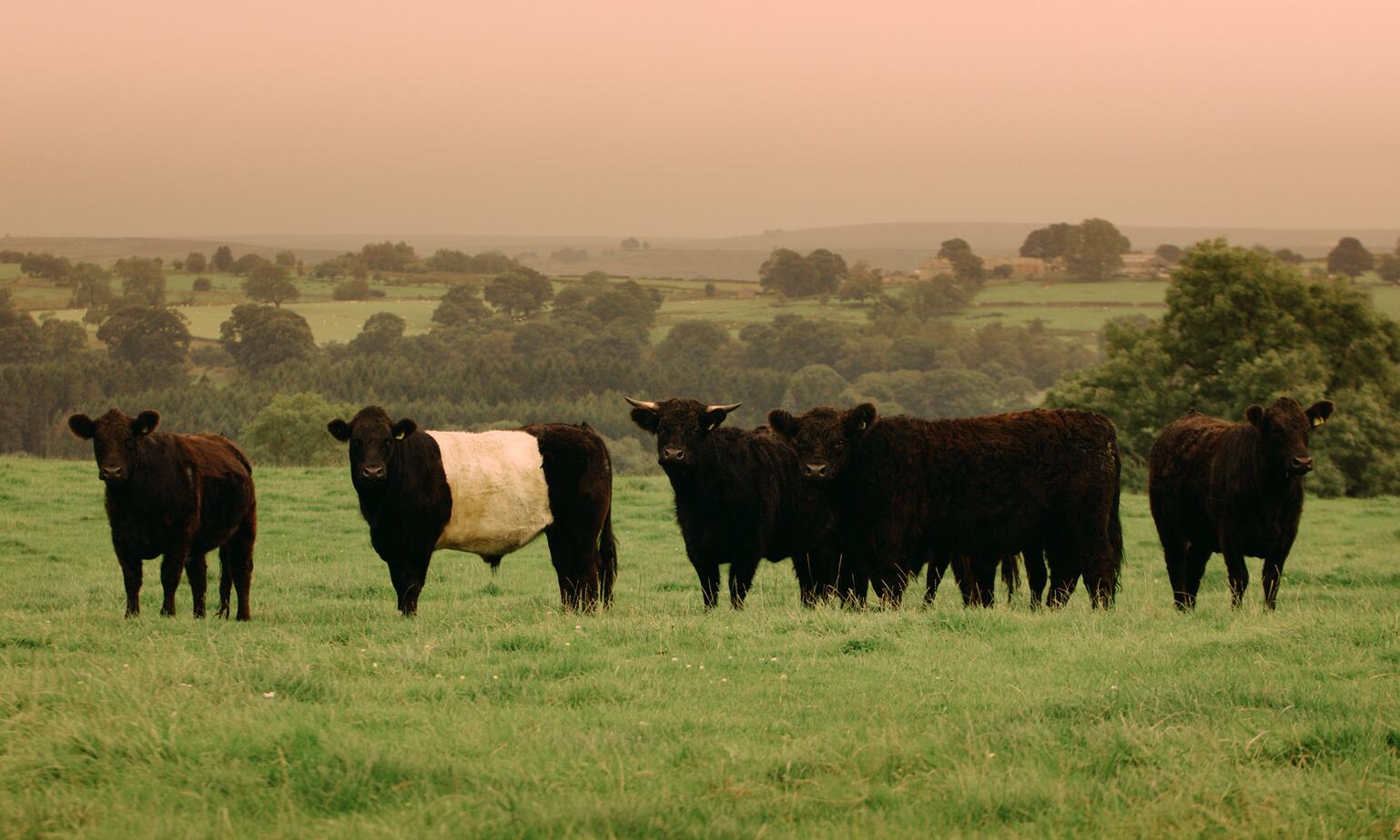 Buy Grass Fed British Beef Online | Meat Delivered - Farmison & Co