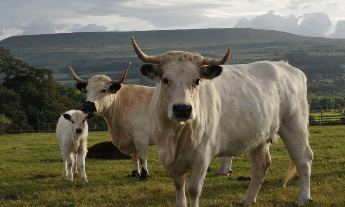 Monthly CEO Update | November 2021 - Farmison & Co