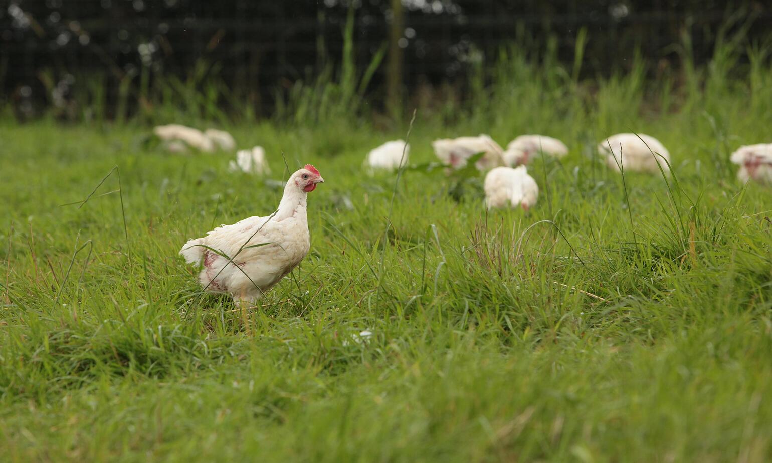 Choosing the Right Chicken - Farmison & Co