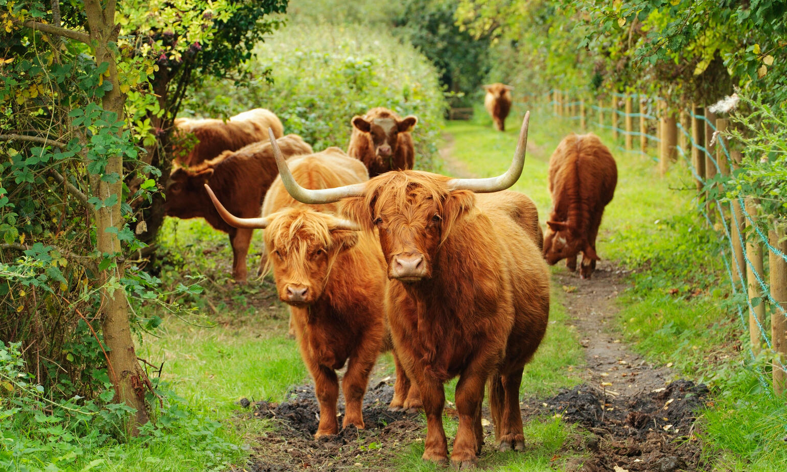 Back British Beef Week and Buy a Beast! - Farmison & Co