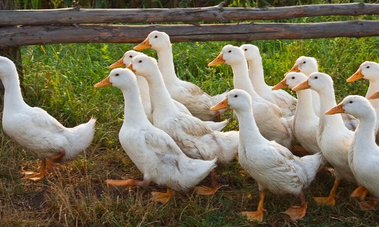 Gorgeous Goose: Christmas is Coming - Farmison & Co