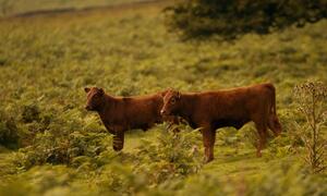 Buy Grass Fed British Beef Online | Meat Delivered - Farmison & Co