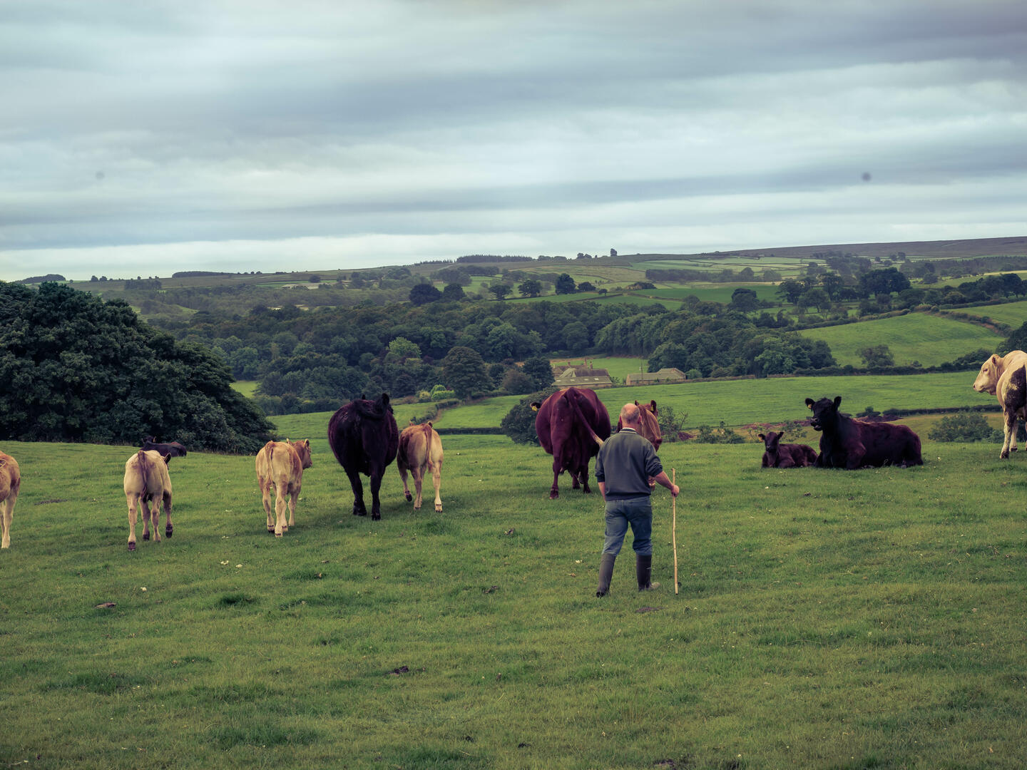Buy Meat Online From The UK's Best Online Butcher - Farmison & Co