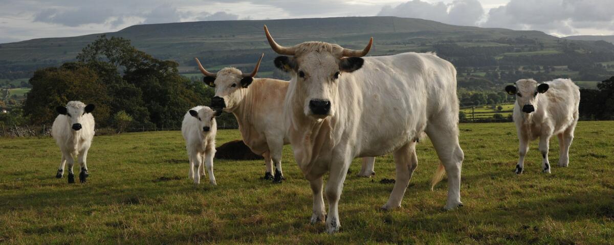 Our Breeds | Buy Heritage & Rare Breed Meat from Farmison & Co™