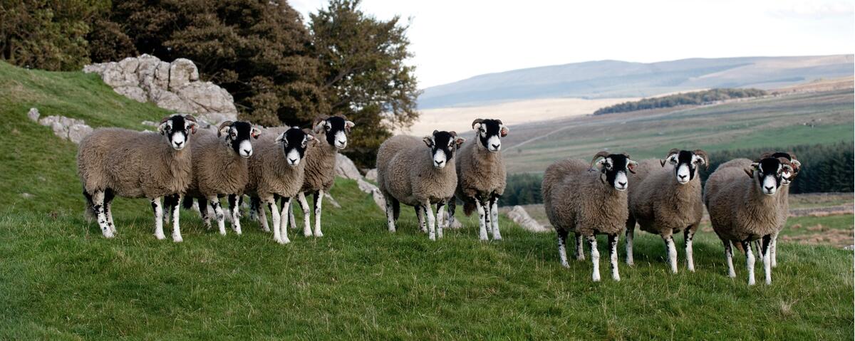 Buy Mutton Online | Mutton Chops & Leg of Mutton | Farmison & Co ...