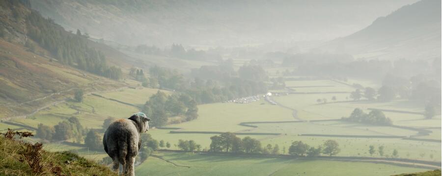 Founder Update | Farmison & Co - Farmison & Co