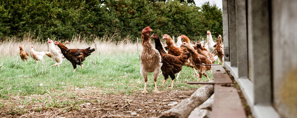 Buy Free Range Chicken | 100% Fresh British Poultry - Farmison & Co