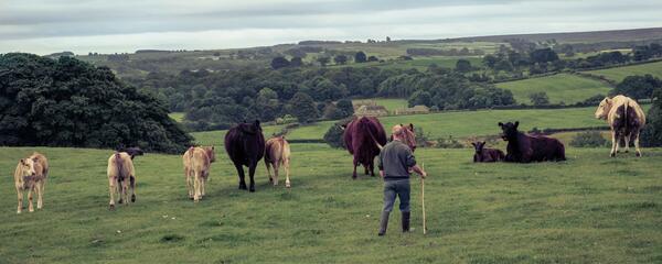 Ethical Farming | Farmison & Co - Farmison