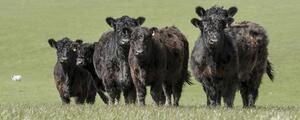 Buy Grass Fed British Beef Online | Meat Delivered - Farmison & Co